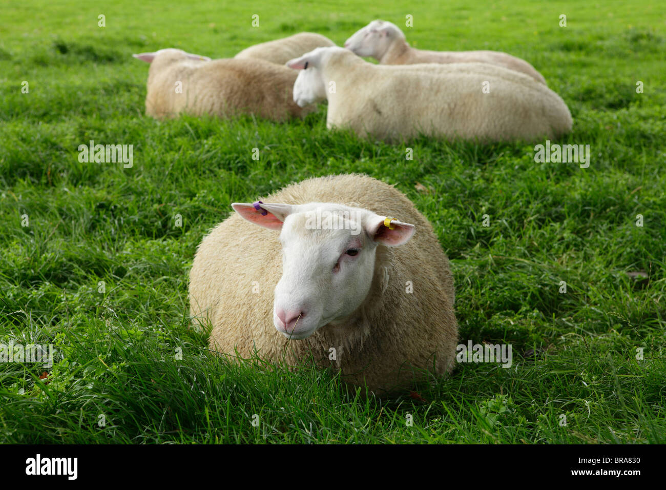 A sheep lying in a field, four more are behind Stock Photo - Alamy