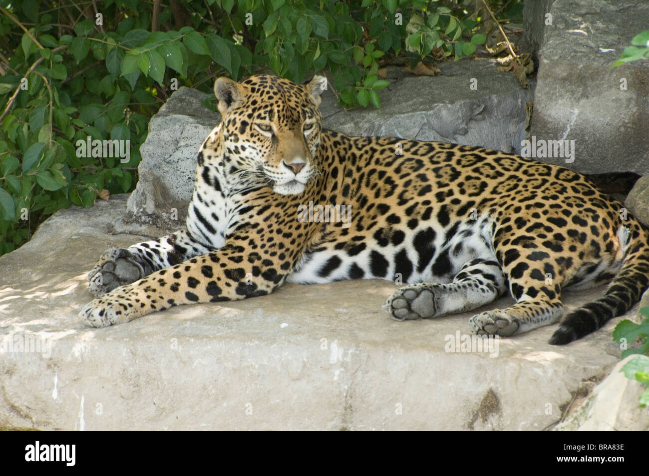 AFRICAN LEOPARD LYING ON ROCK Stock Photo - Alamy