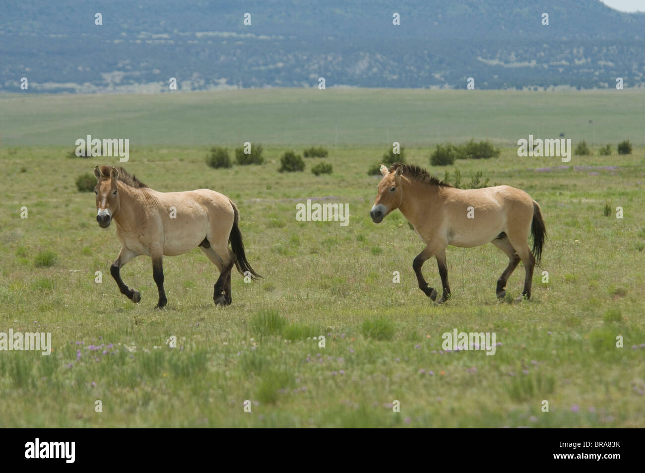 Endangered african animals hi-res stock photography and images - Alamy