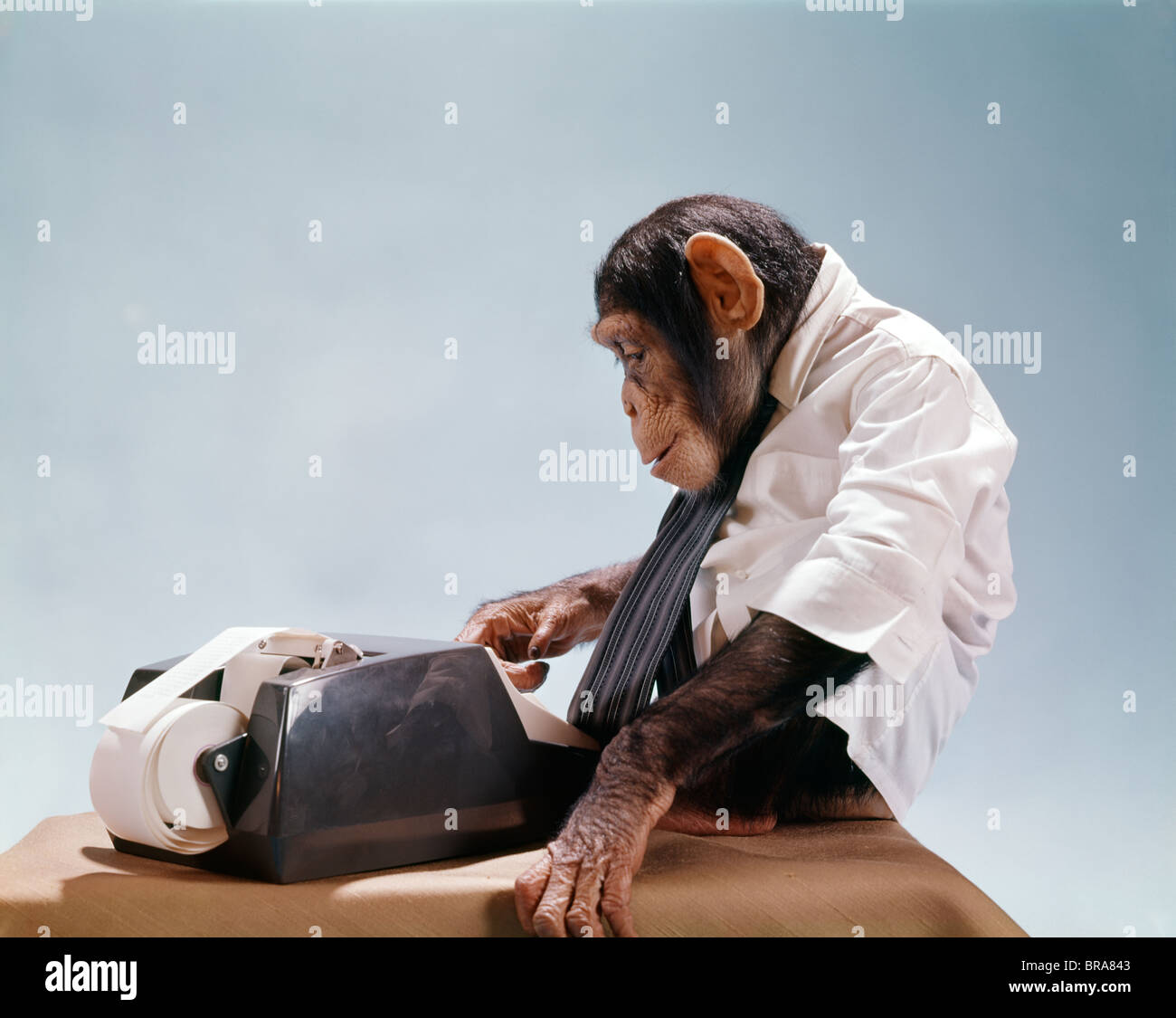 MONKEY ADDING MACHINE ACCOUNTING OFFICE Stock Photo - Alamy