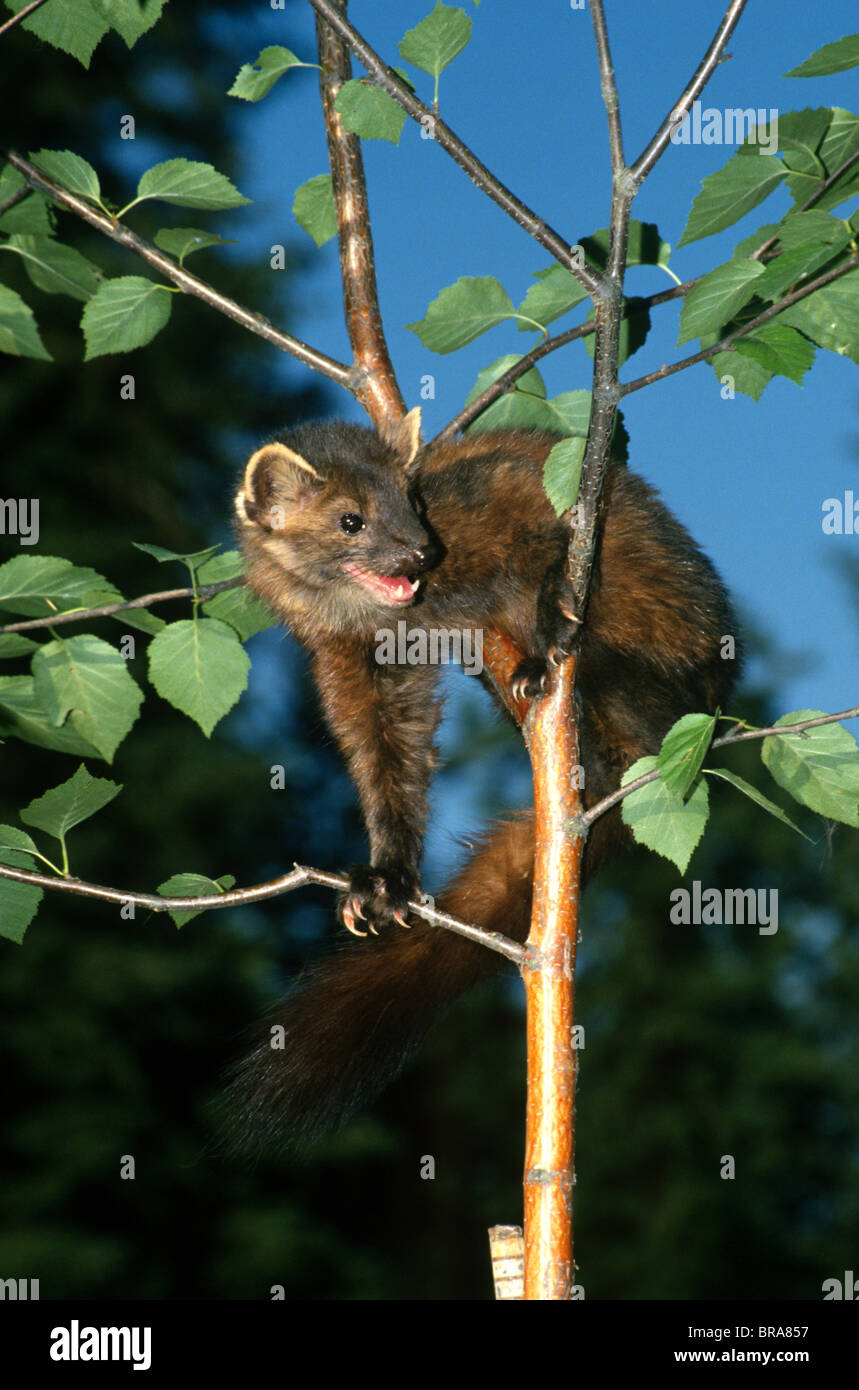 American pine martens hi-res stock photography and images - Alamy