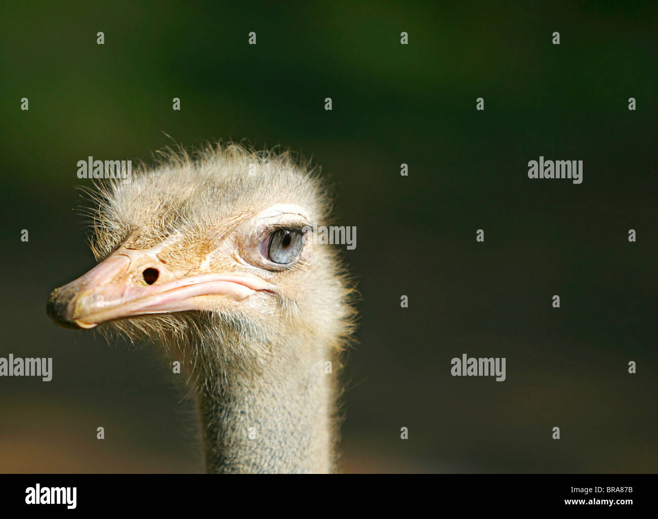 Ostrich face hi-res stock photography and images - Alamy