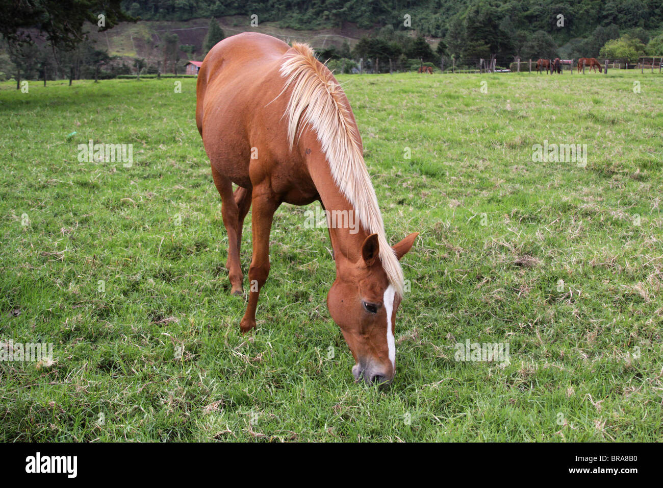 Thoroughbred horses at Cerro Punta, Chiriqui, Panama Stock Photo - Alamy