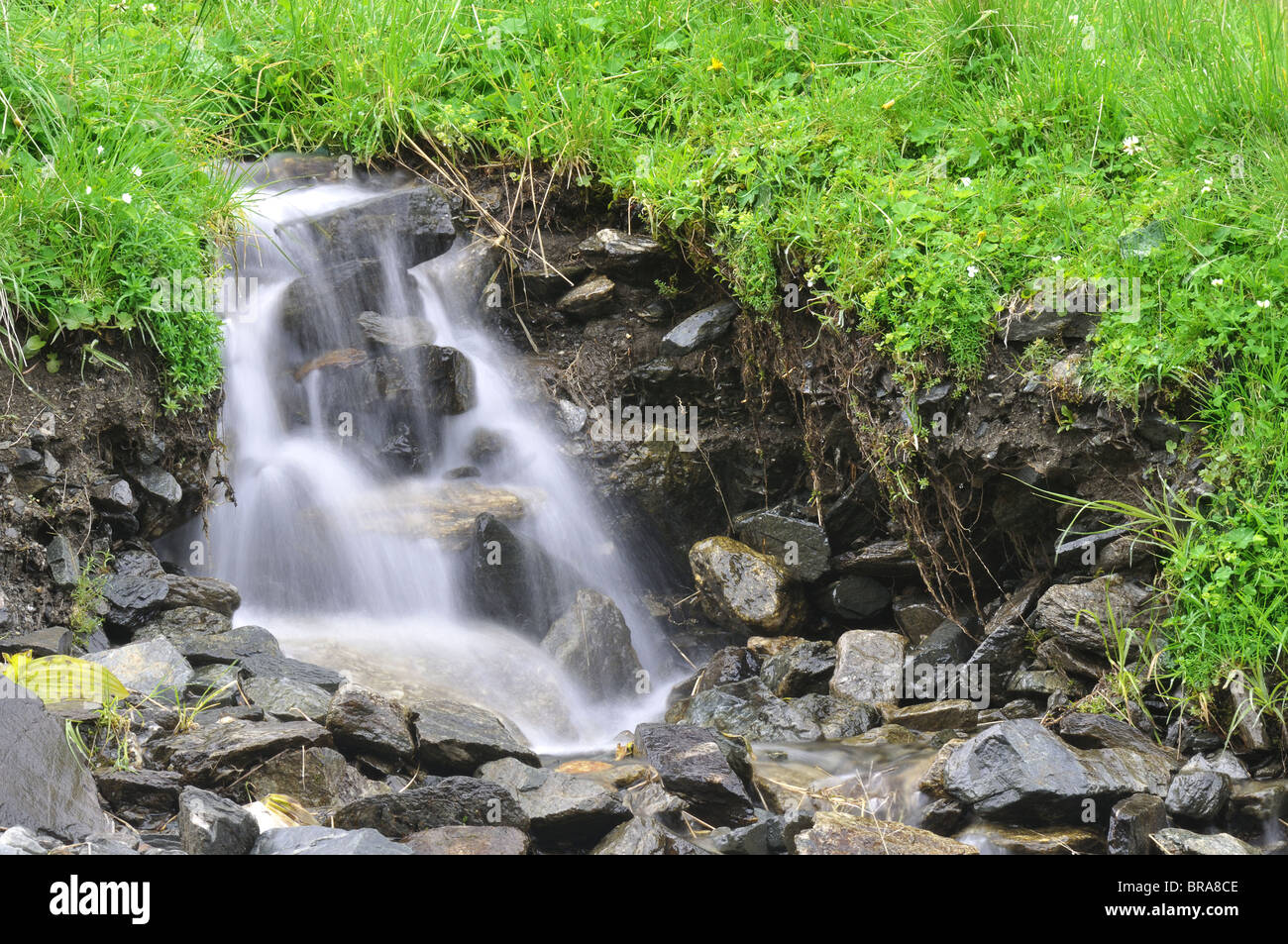 the spring of fresh water surrounded green fresh vegetation Stock Photo ...