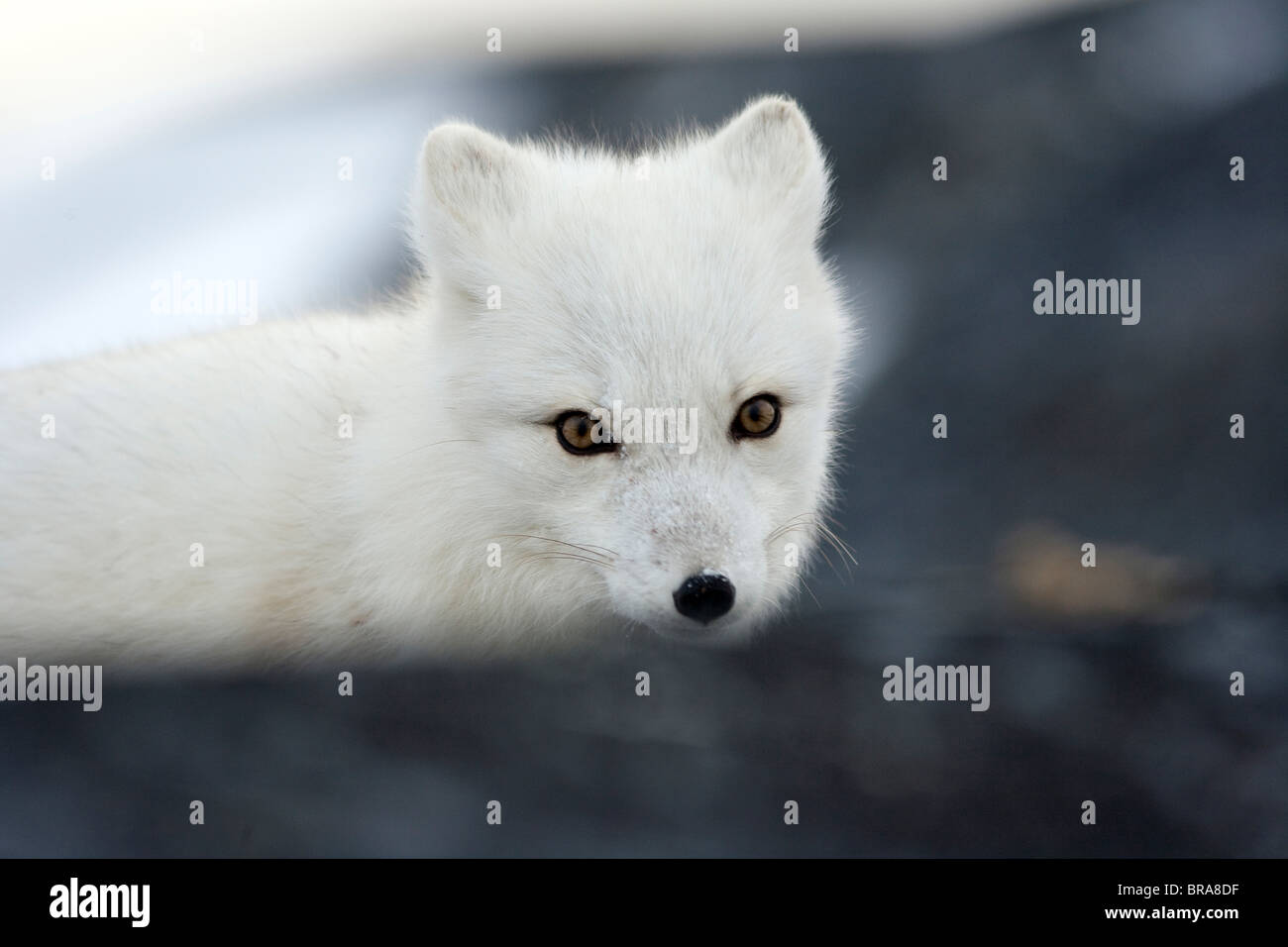 Manitoba fauna hi-res stock photography and images - Alamy