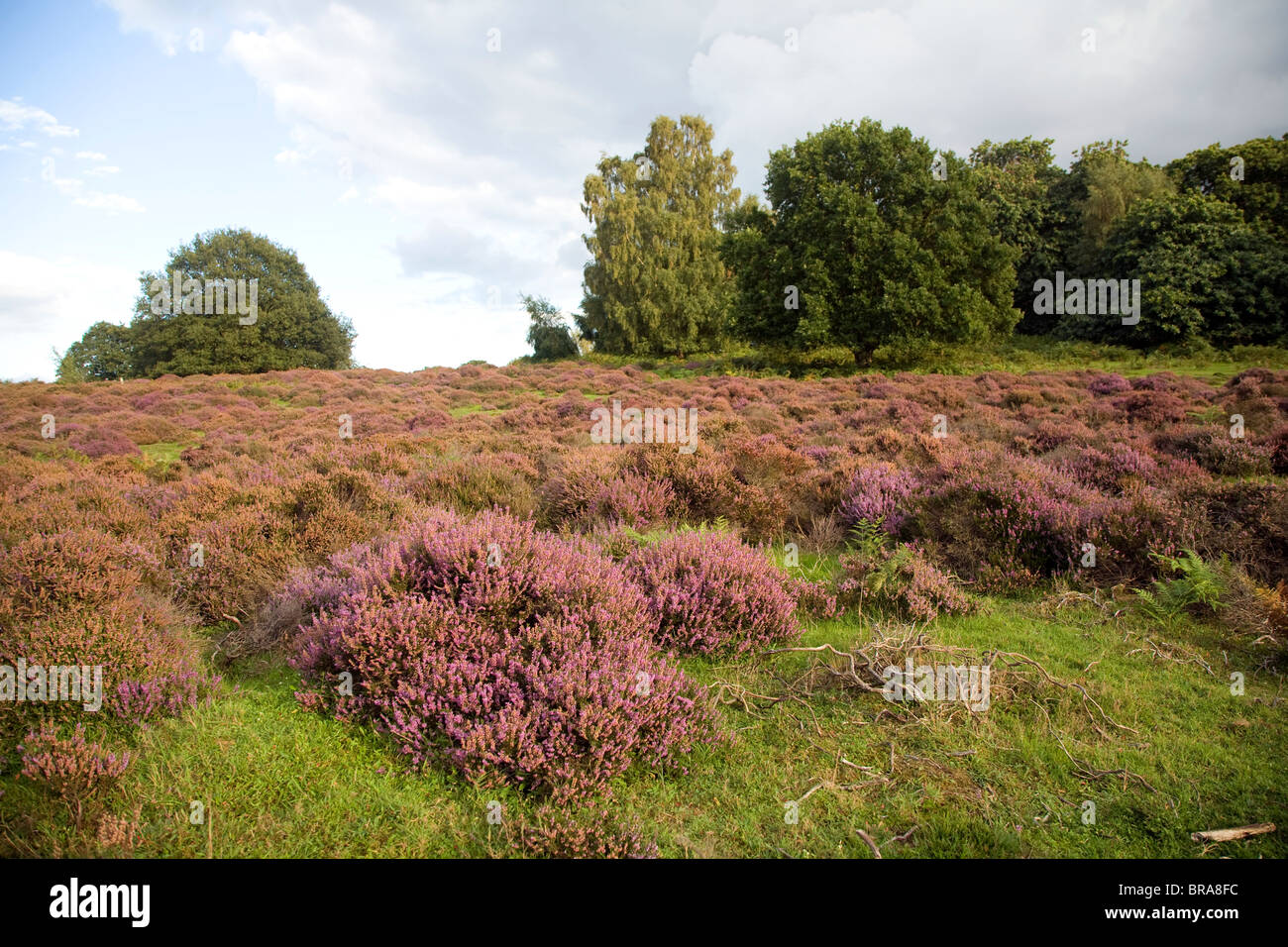 Heathland vegetation suffolk sandlings hi-res stock photography and ...