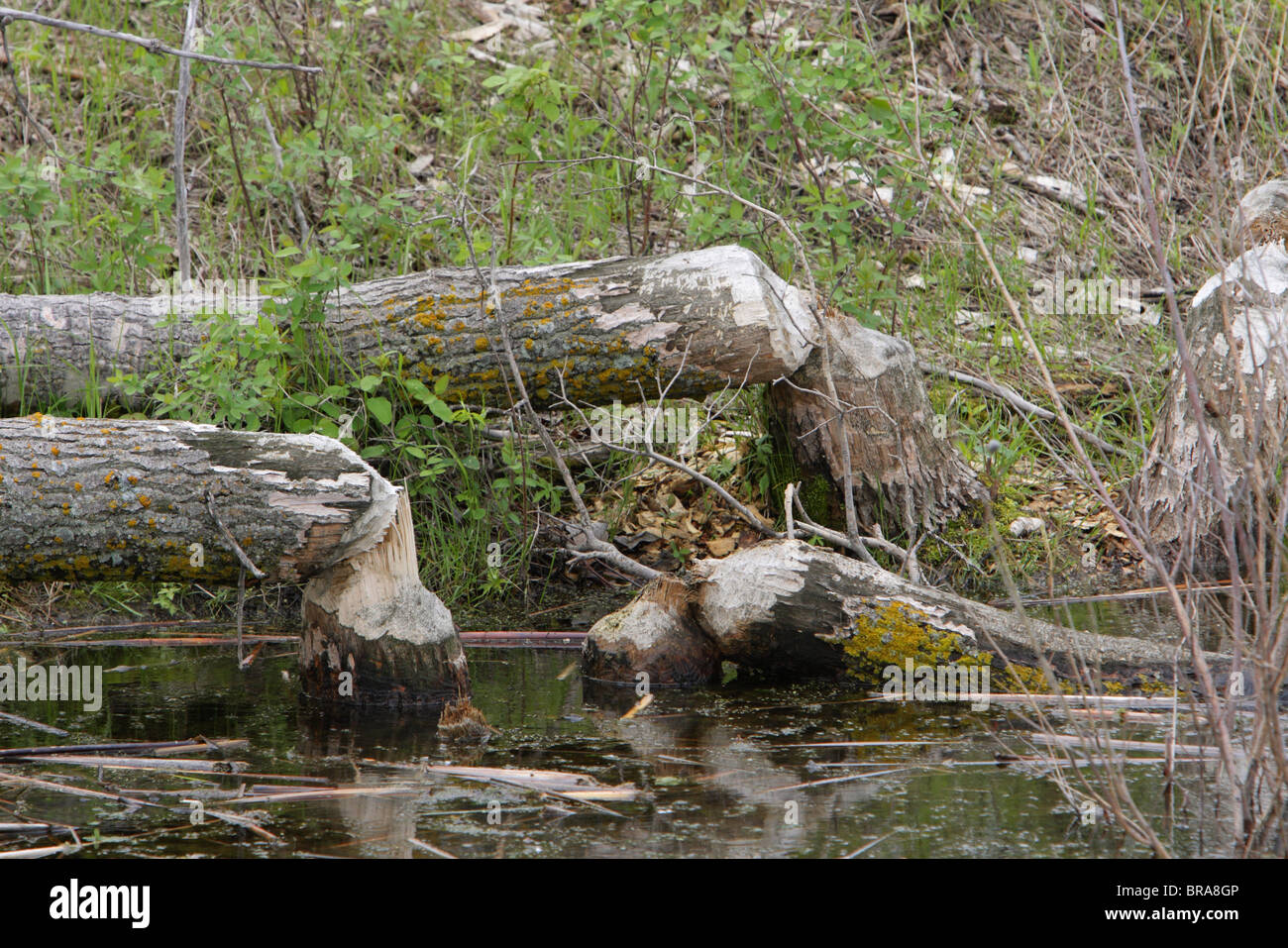 Beaver showing hi-res stock photography and images - Alamy