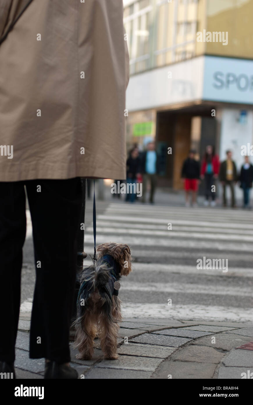 City scene of a woman with a dog waiting for a green on traffic lights ...