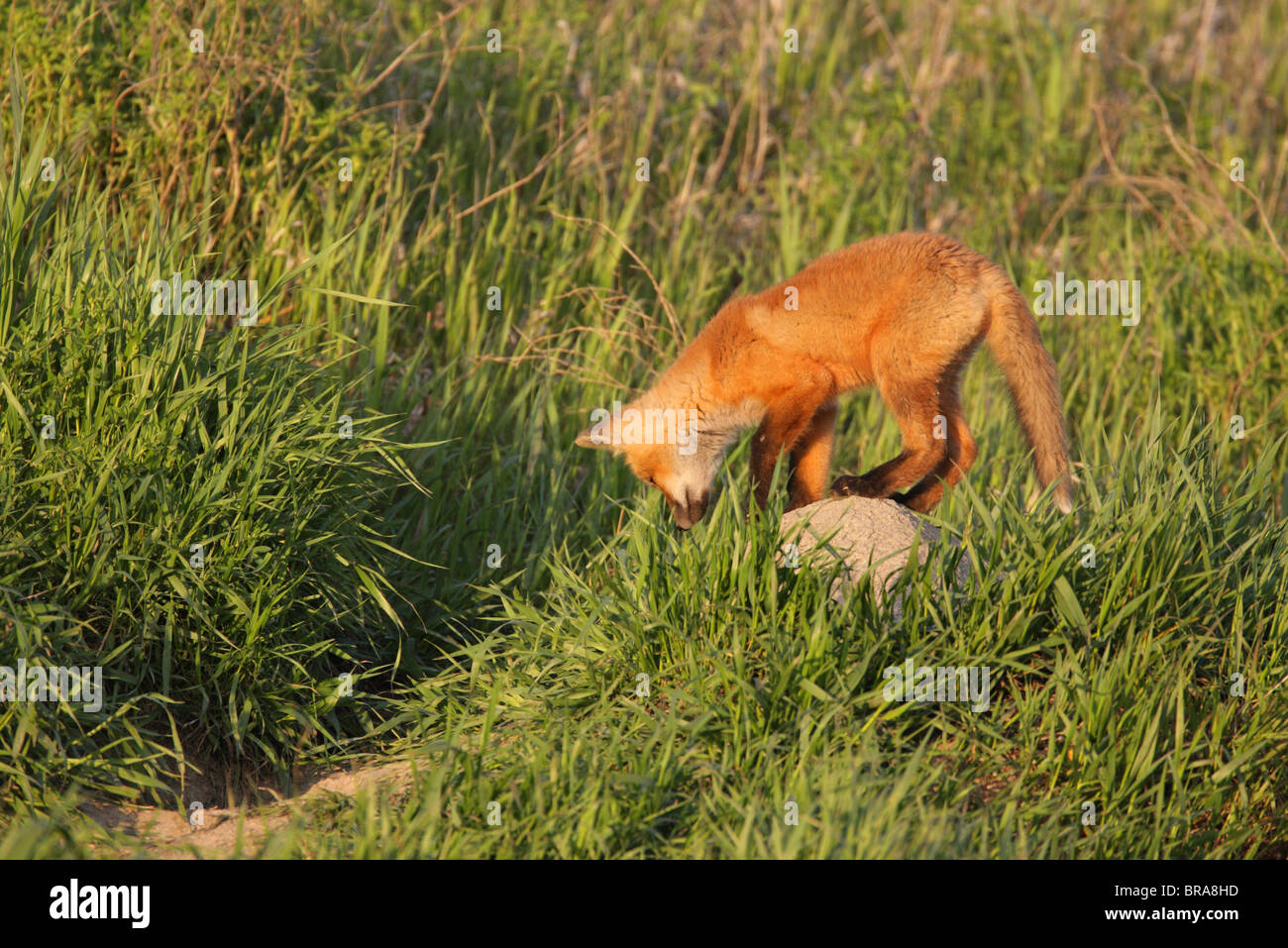 Leaping fox hi-res stock photography and images - Alamy