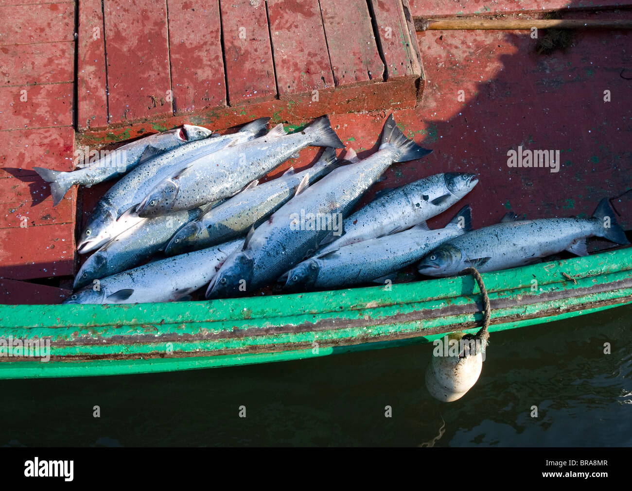Freshly caught salmon, Torr Head, County Antrim, Northern Ireland Stock ...