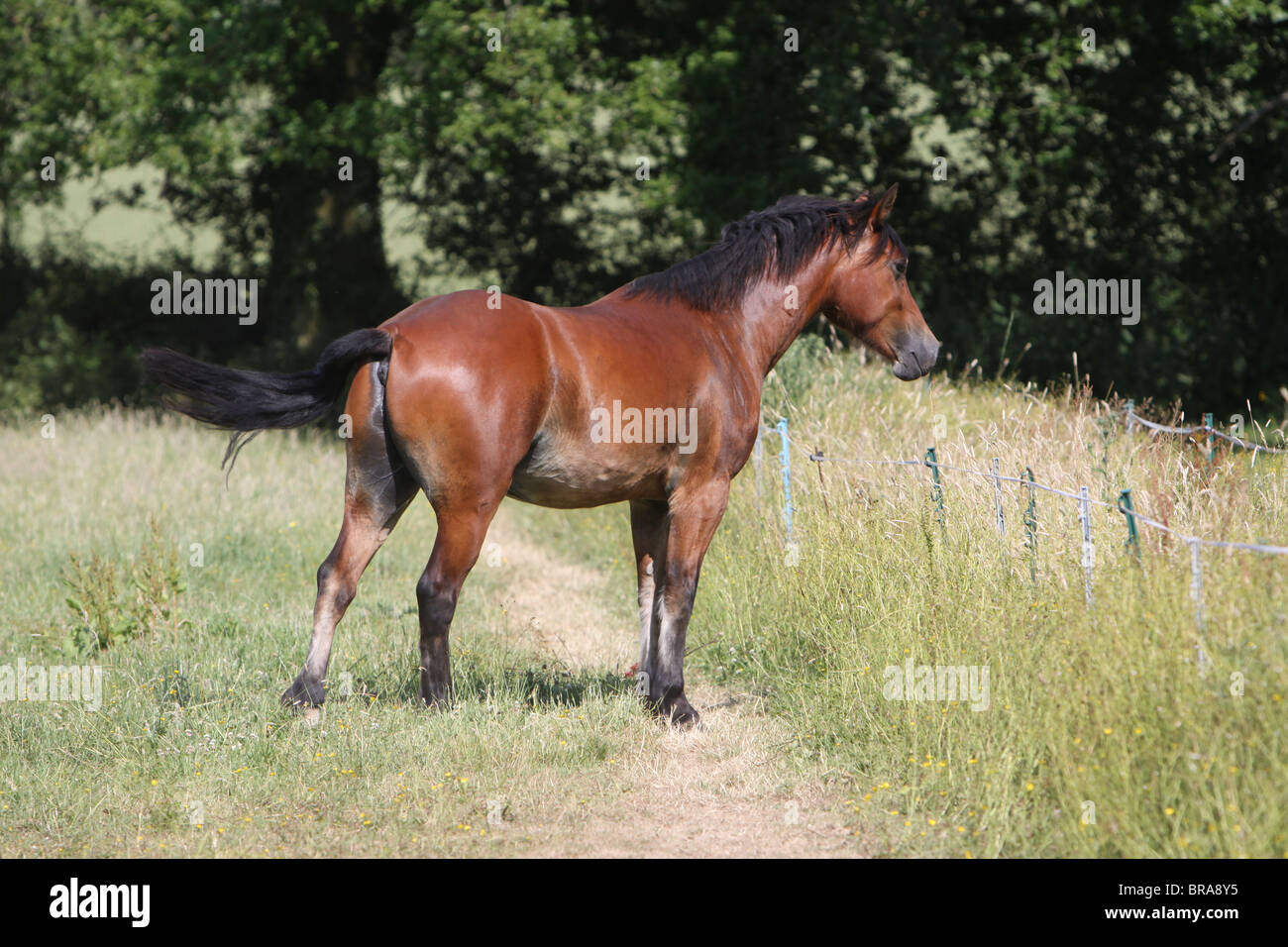 A beautiful bay Welsh Cob Stock Photo - Alamy