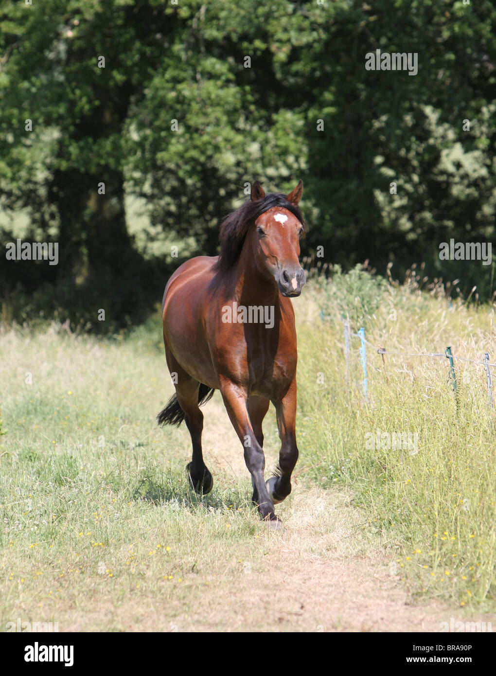 A beautiful bay Welsh Cob trotting towards the camera Stock Photo - Alamy