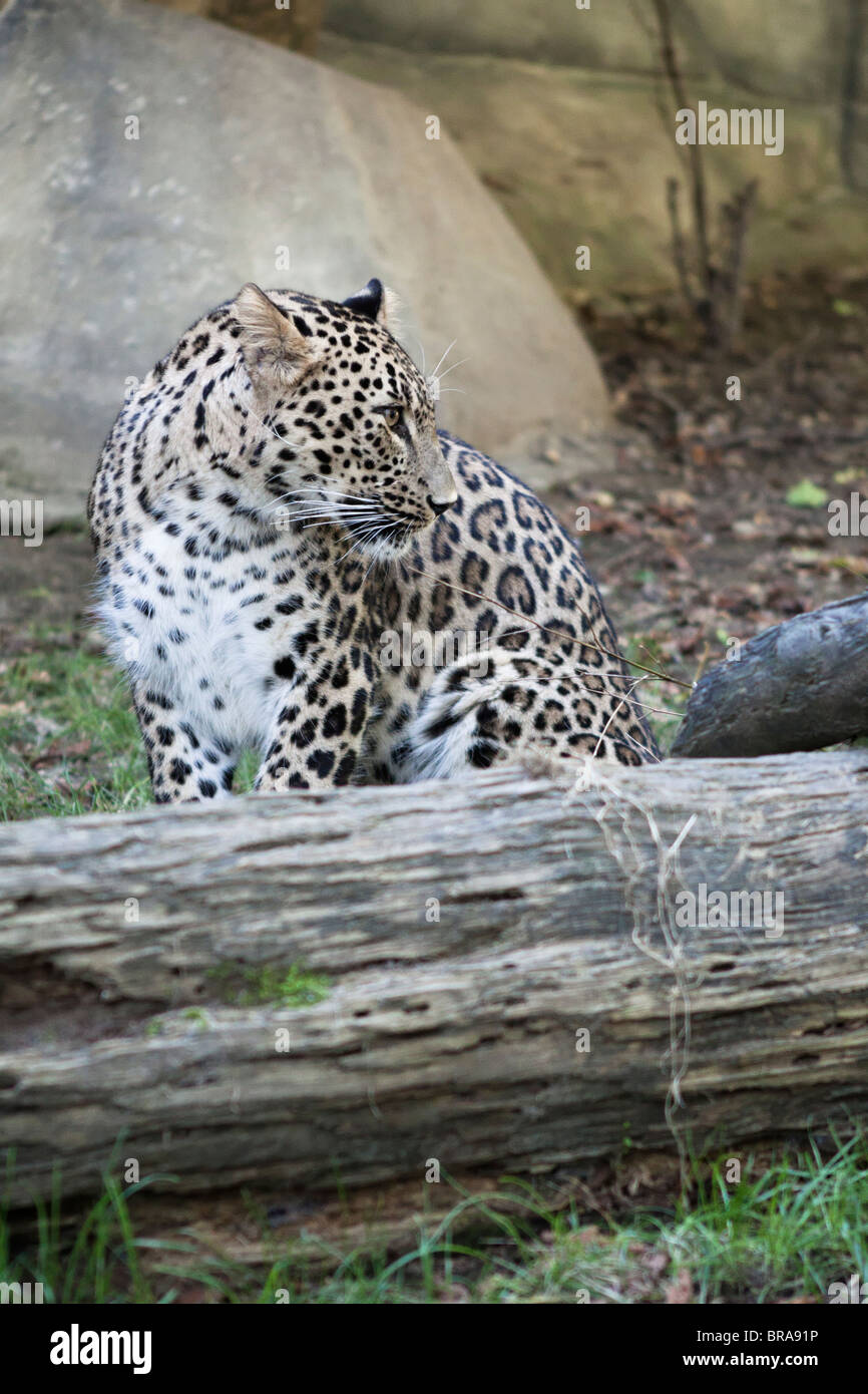 Persian Leopard Putin