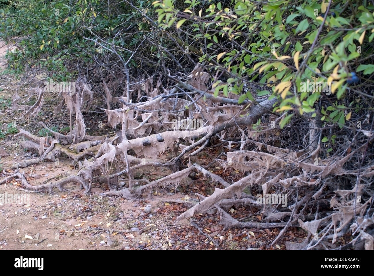 Flood damage tree hi-res stock photography and images - Alamy