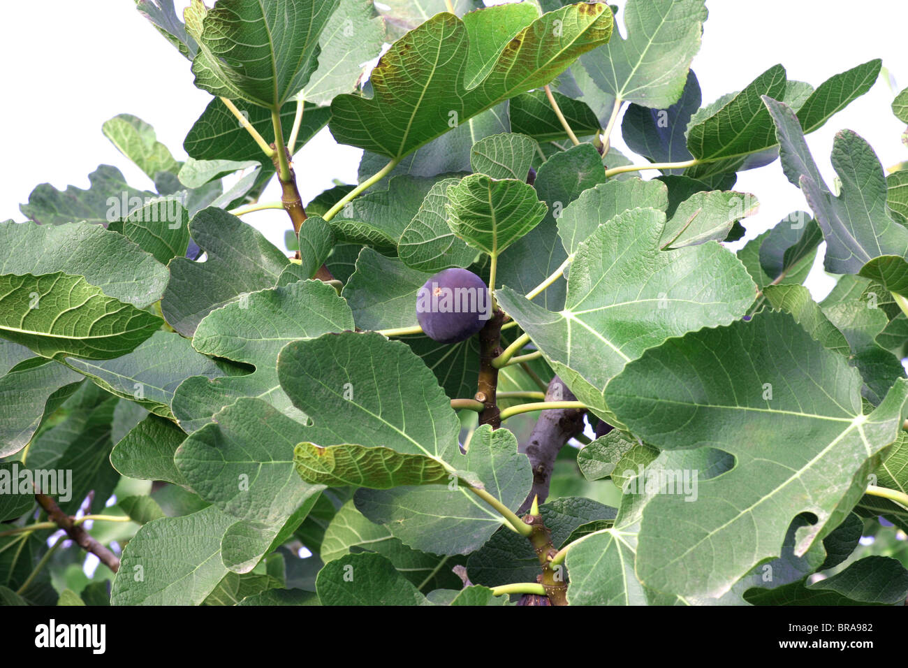 Fig tree isolated in white Stock Photo - Alamy