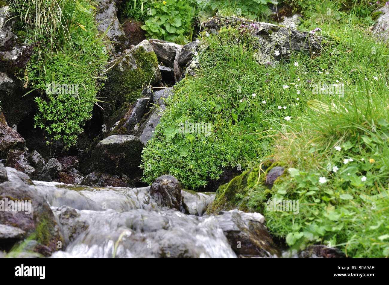 green vegetation surrounding the fresh water spring Stock Photo - Alamy
