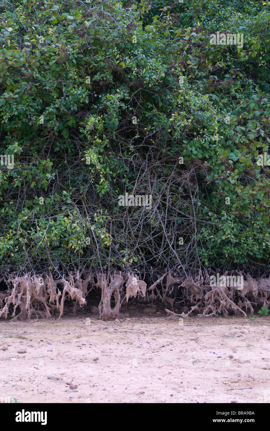 Flood damage tree hi-res stock photography and images - Alamy