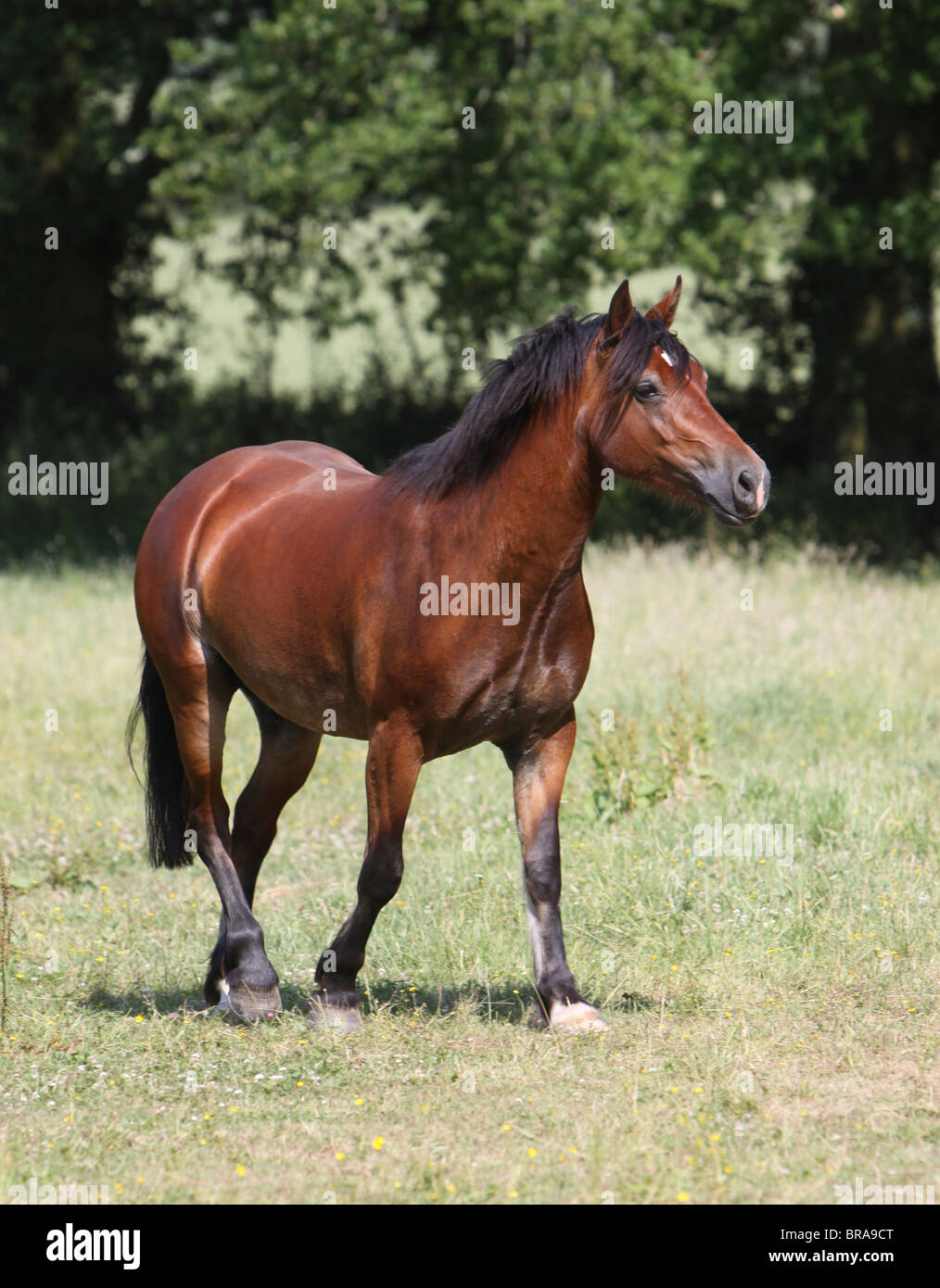 A beautiful bay Welsh Cob walking towards the camera Stock Photo - Alamy