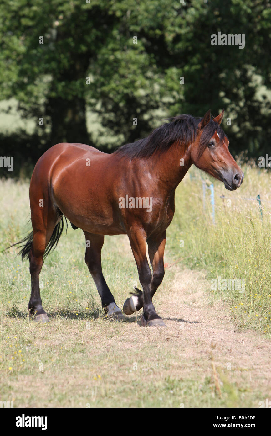 A beautiful bay Welsh Cob walking towards the camera Stock Photo - Alamy