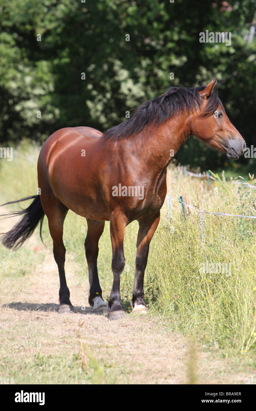 A beautiful bay Welsh Cob Stock Photo - Alamy