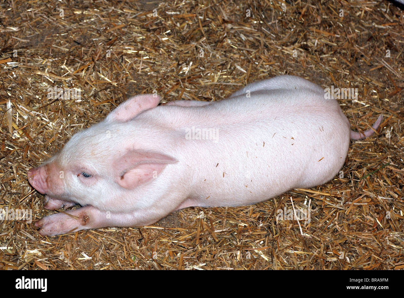 Newborn piglet in a barn Stock Photo - Alamy