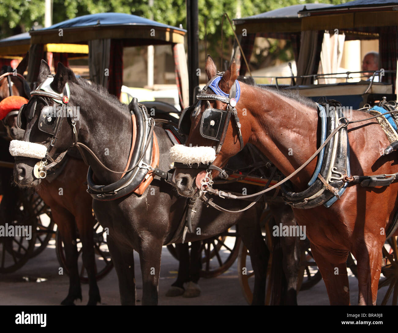 horses and carriages available to give visitors a ride round Valetta ...