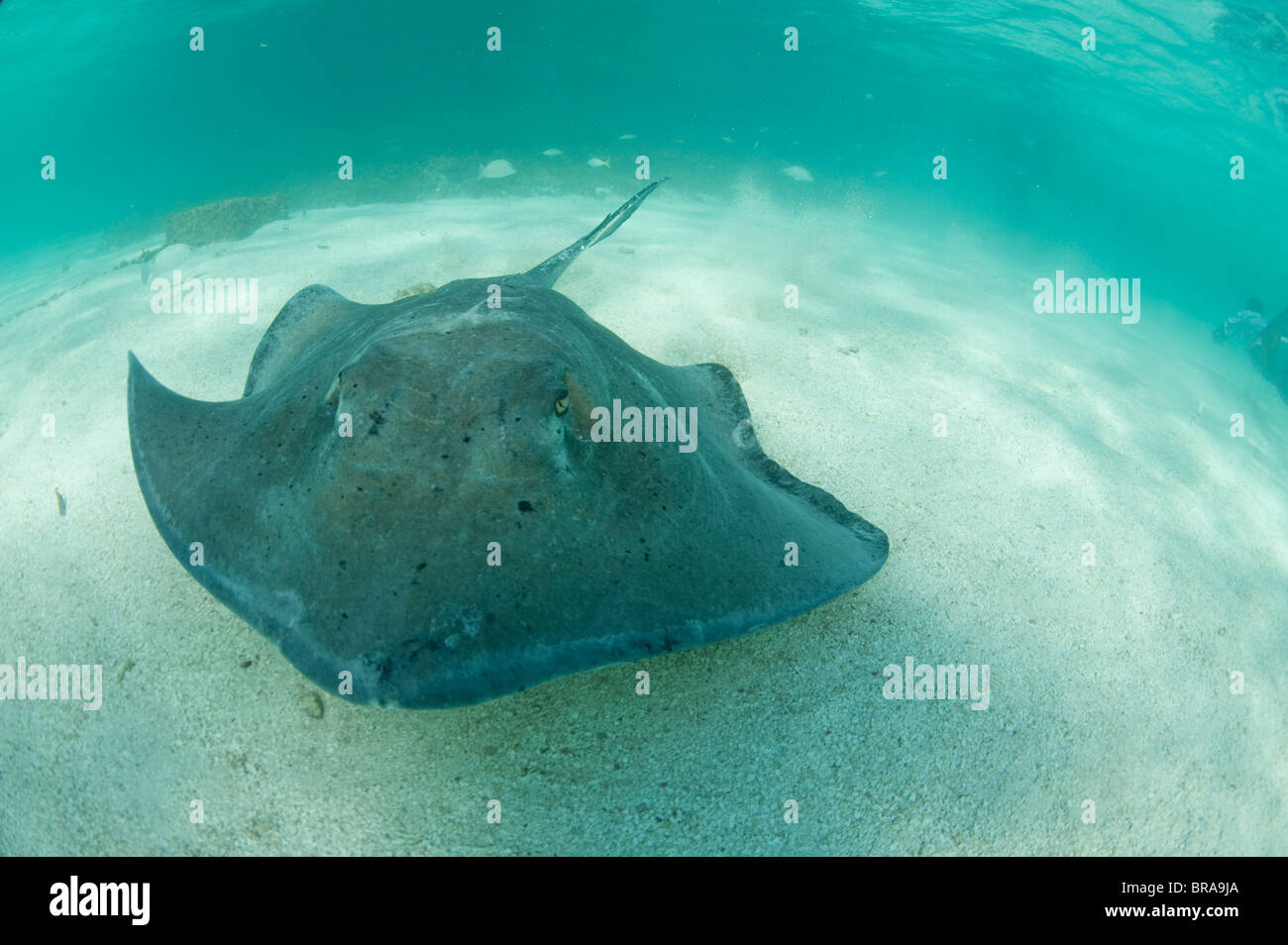 Stingray antigua hi-res stock photography and images - Alamy