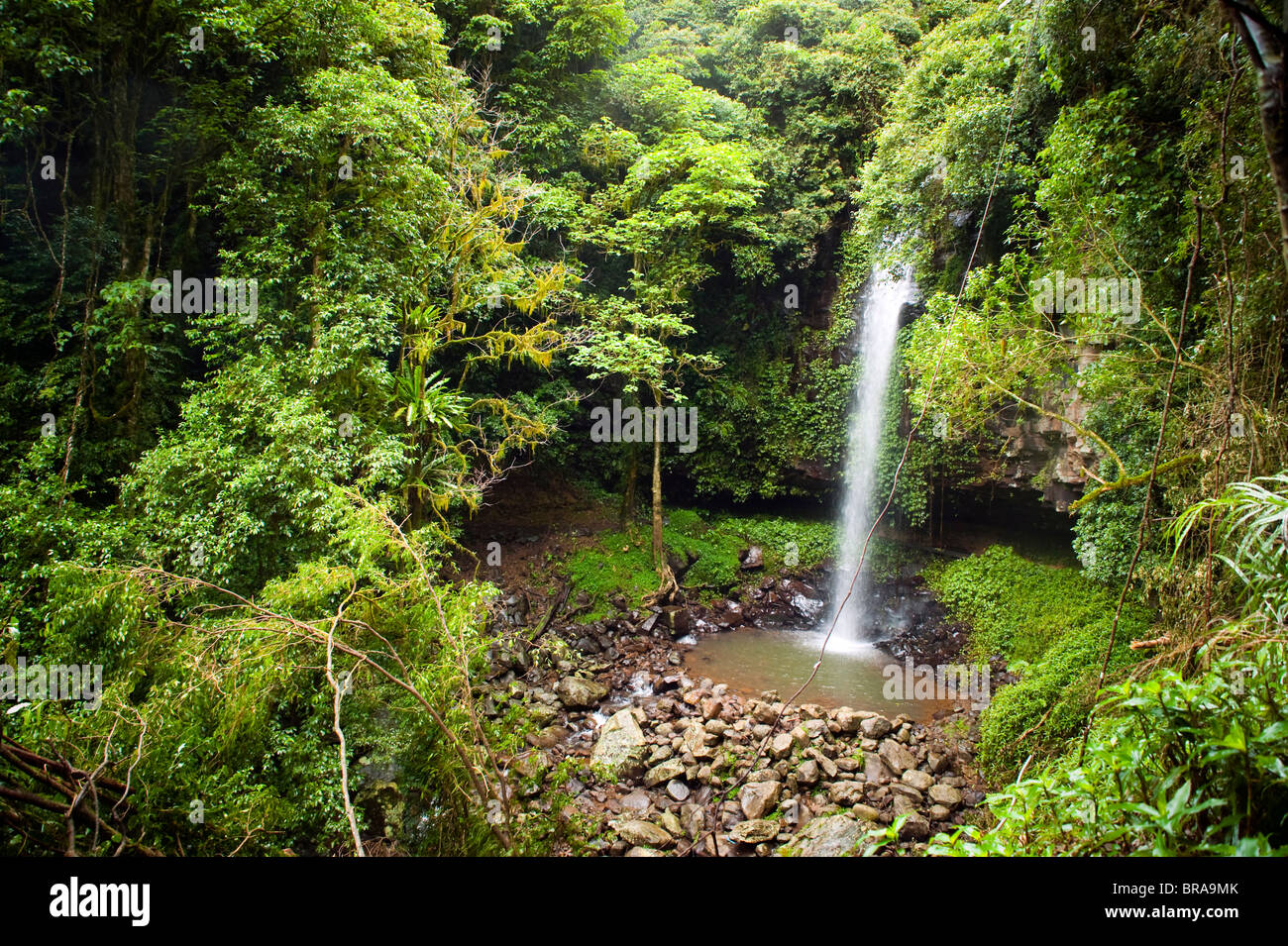 Dorrigo National Park, New South Wales, Australia, Pacific Stock Photo ...