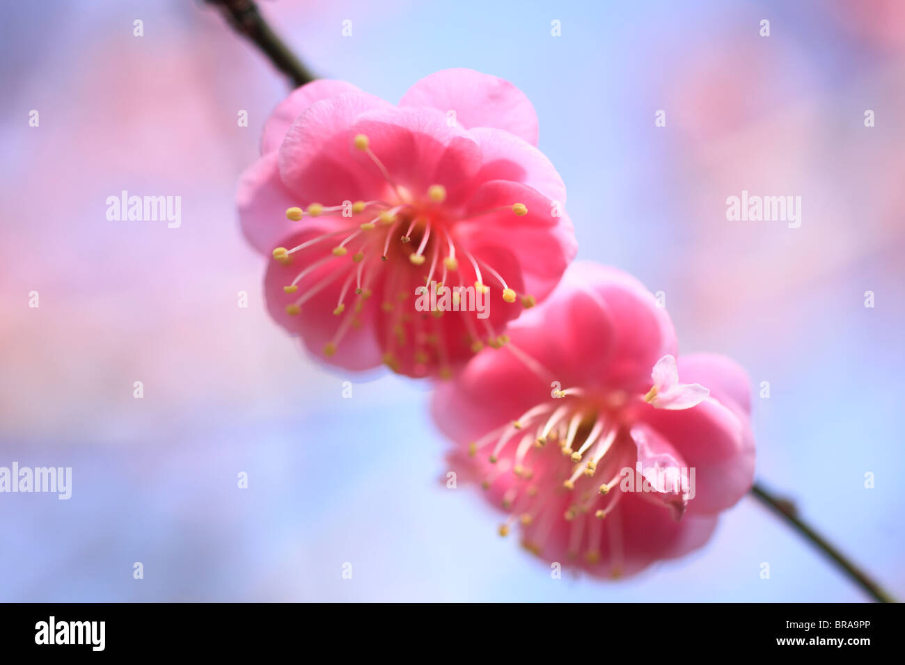 Plum blossoms in early spring Stock Photo - Alamy