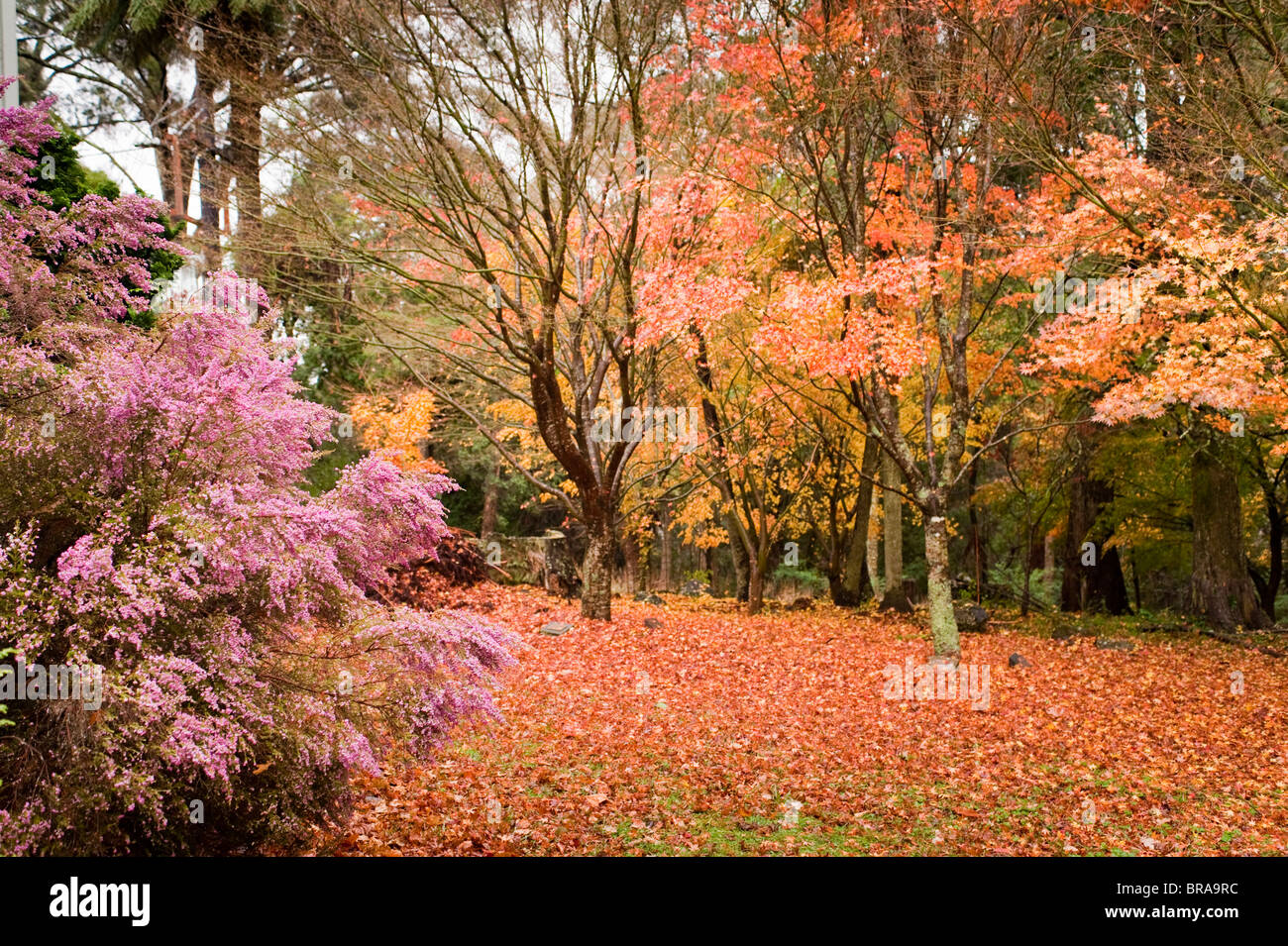 Mount wilson hi-res stock photography and images - Alamy