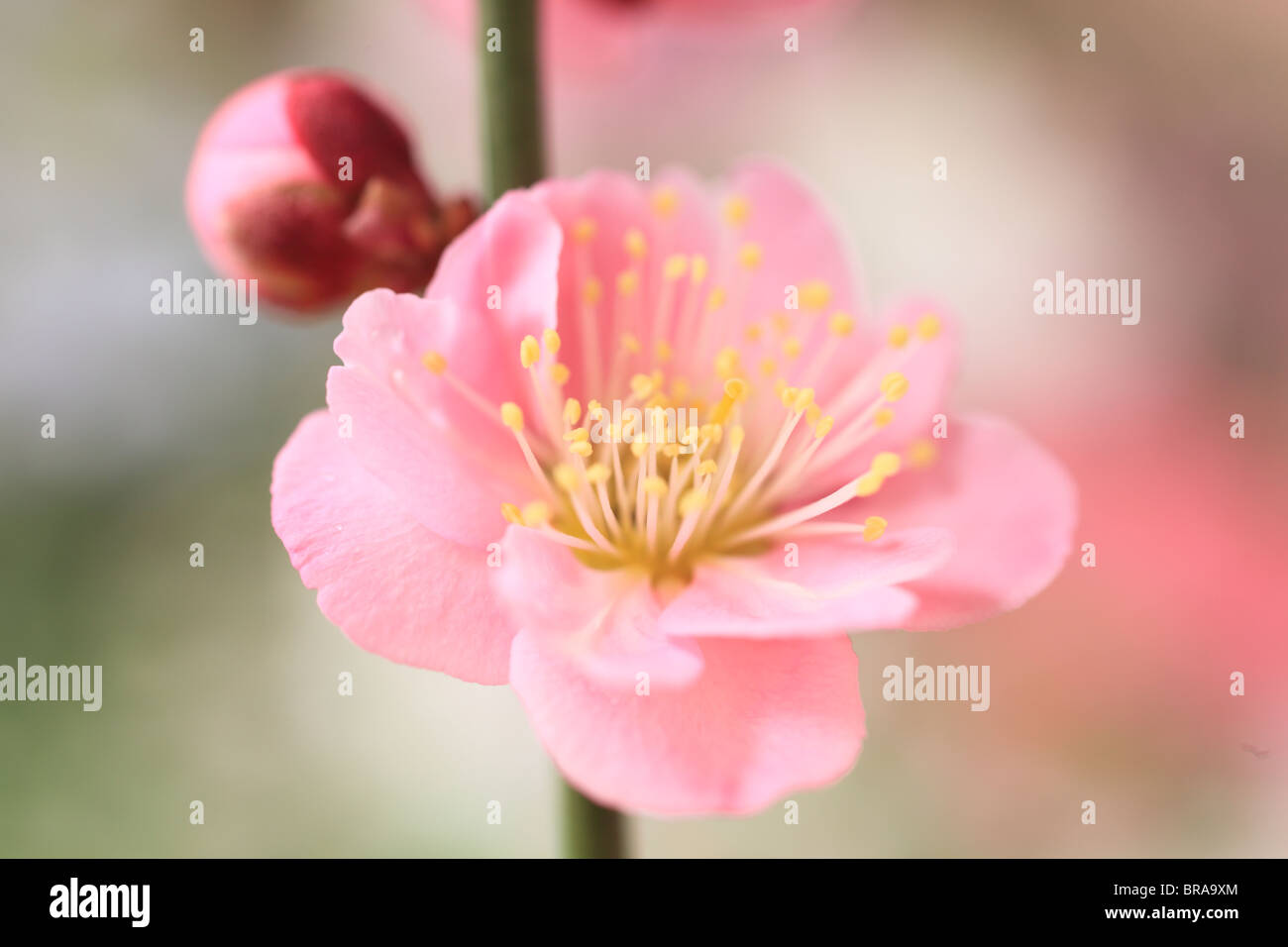 New plum tree hi-res stock photography and images - Alamy