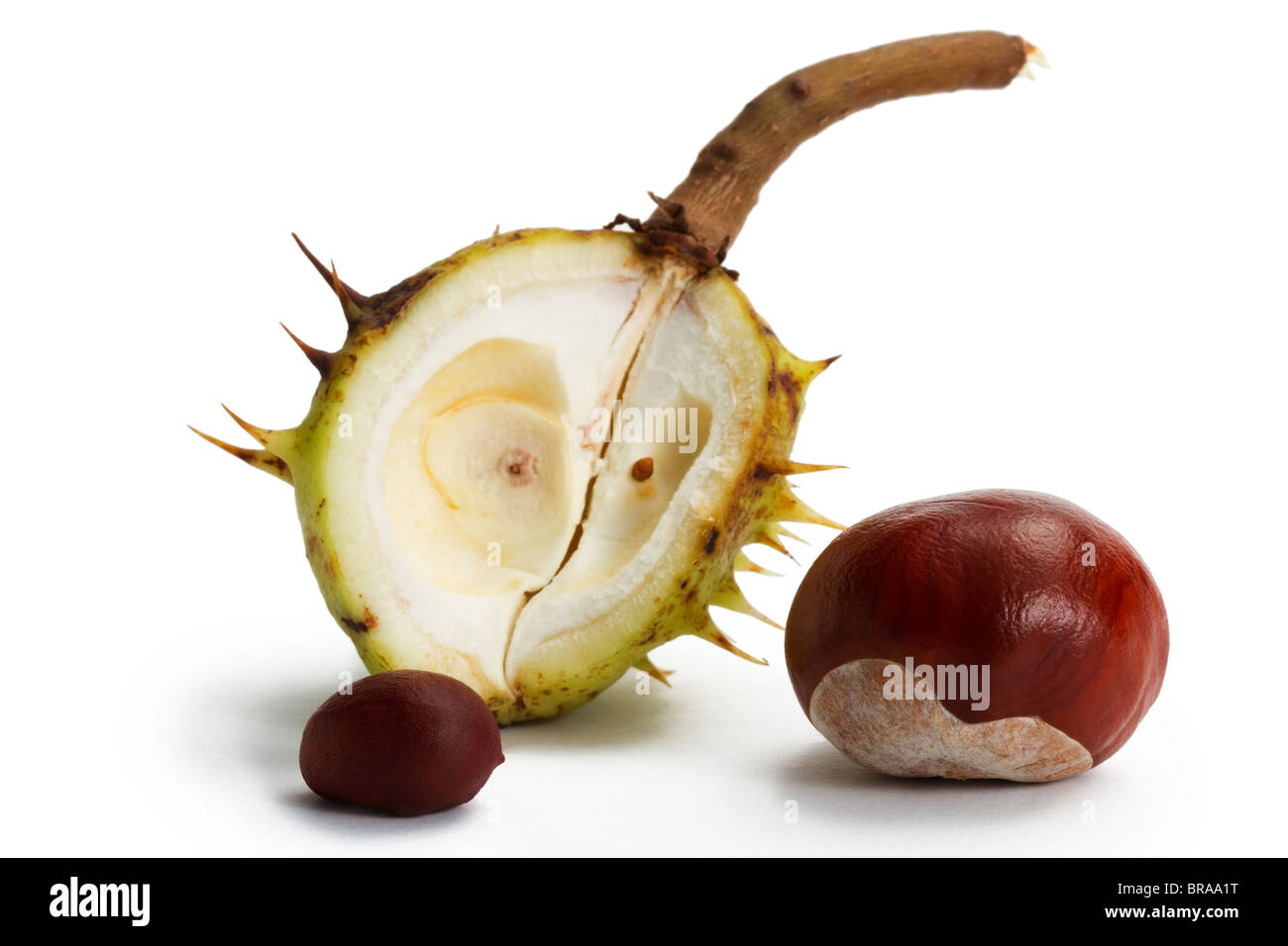 two buckeyes in front of an opened buckeye pod on white background ...