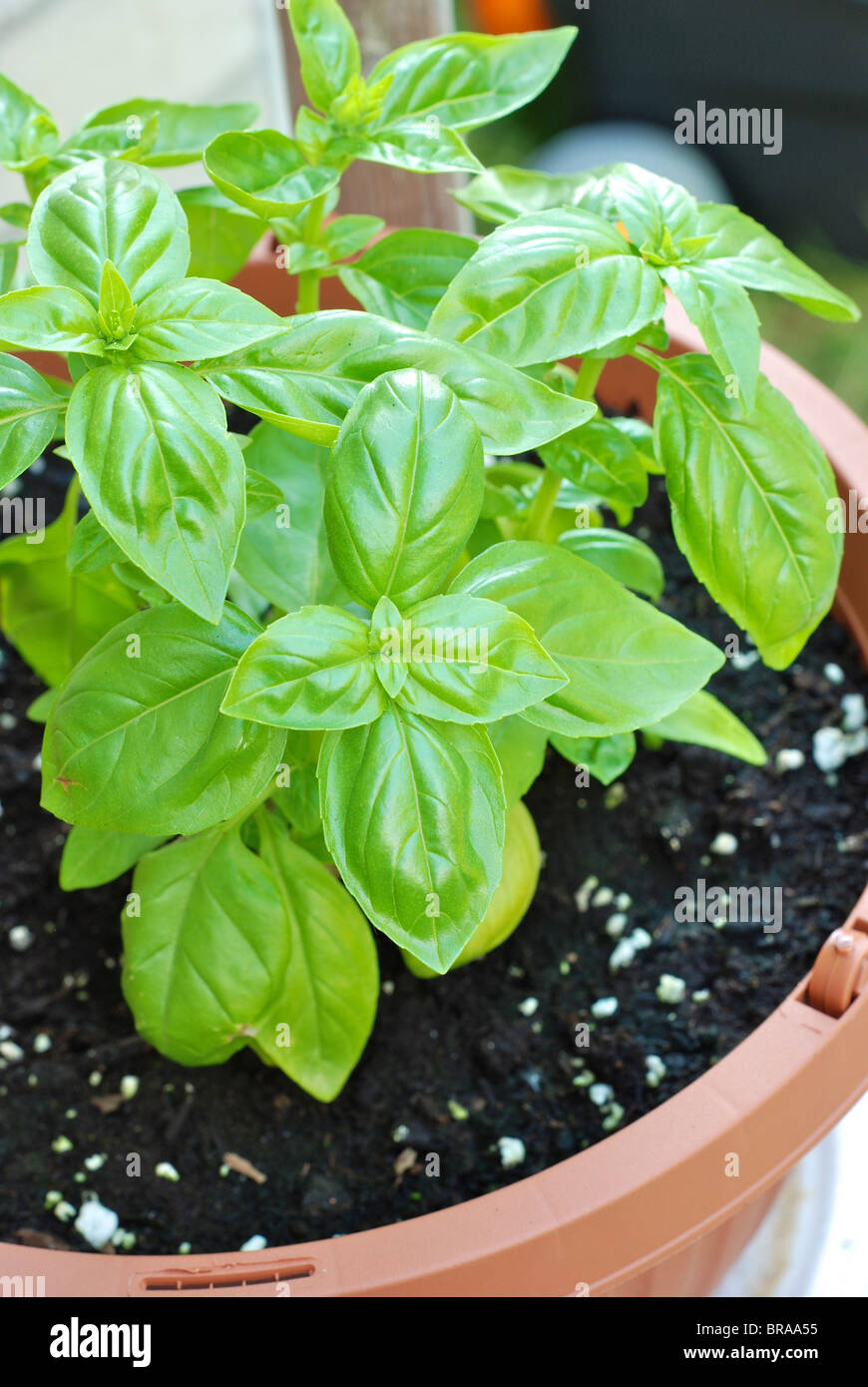 Basil in a plant pot hi-res stock photography and images - Alamy