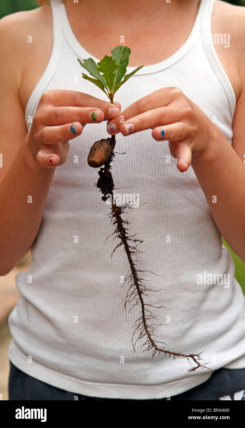 young girl holding an oak seedling with acorn attached, and very long ...
