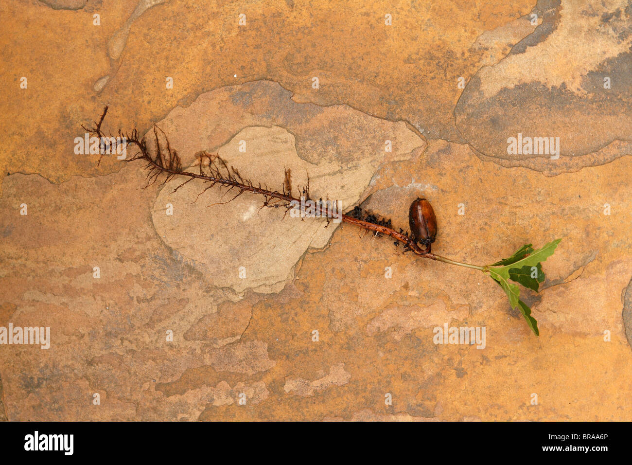 oak seedling with acorn attached, and very long root. quercus Stock ...