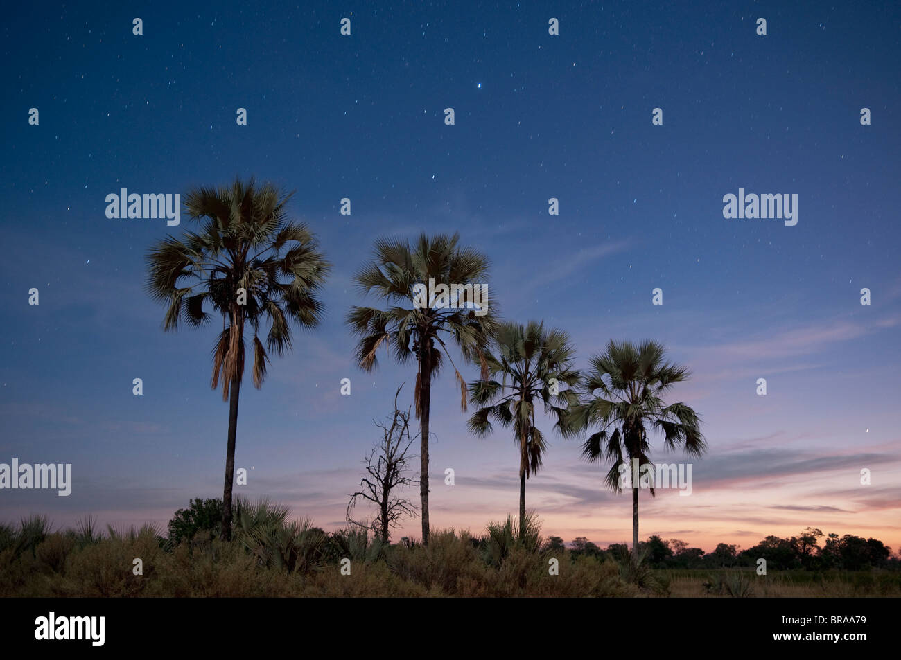 Palm trees at twilight, Okavango Delta, Botswana, Africa Stock Photo ...