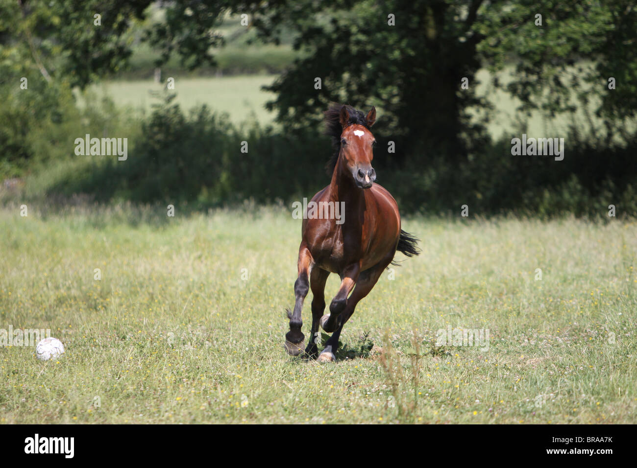 A beautiful bay Welsh Cob cantering in his field Stock Photo - Alamy