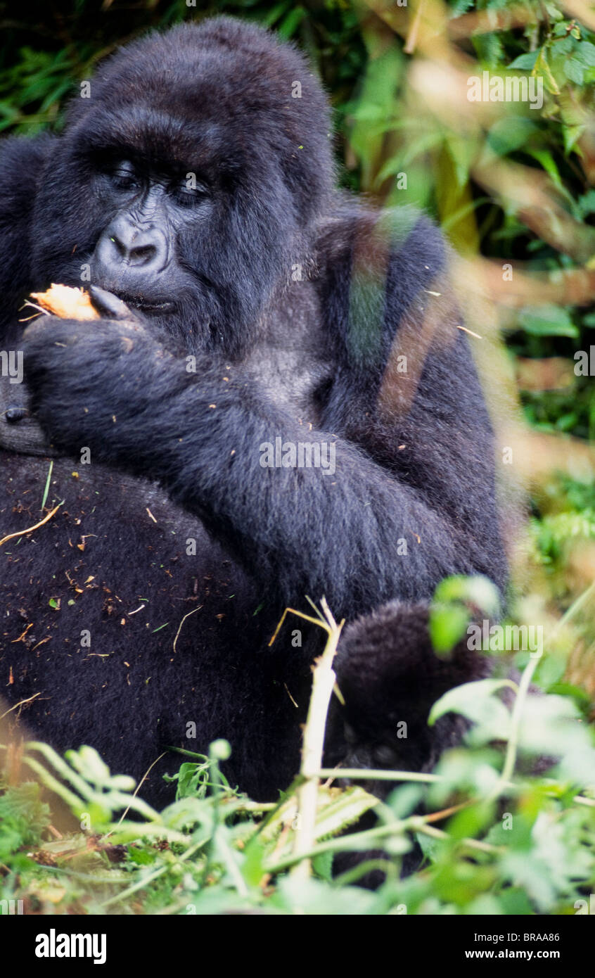 Silver back Highland Gorilla in the Parc des Volcans , Rwanda Stock ...