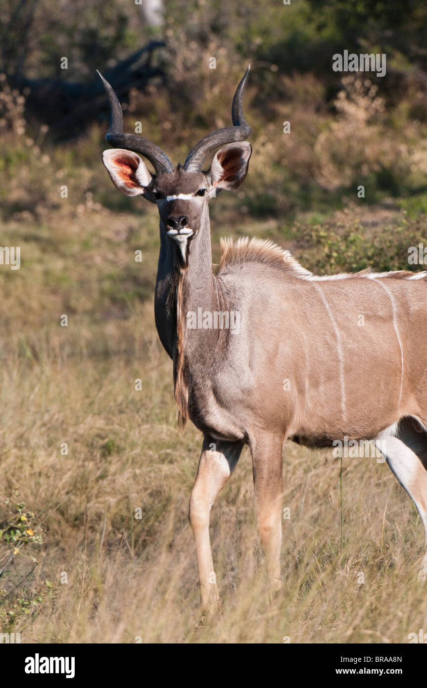 Kudu hi-res stock photography and images - Alamy