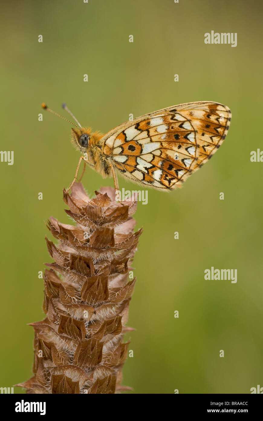 Pearl border fritillary hi-res stock photography and images - Alamy