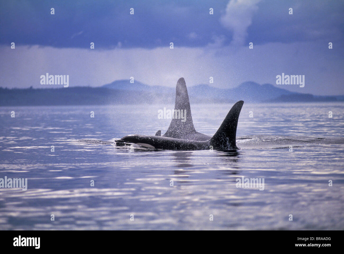 Killer Whales (Orcinus orca) Vancouver island, BC, Canada Stock Photo ...