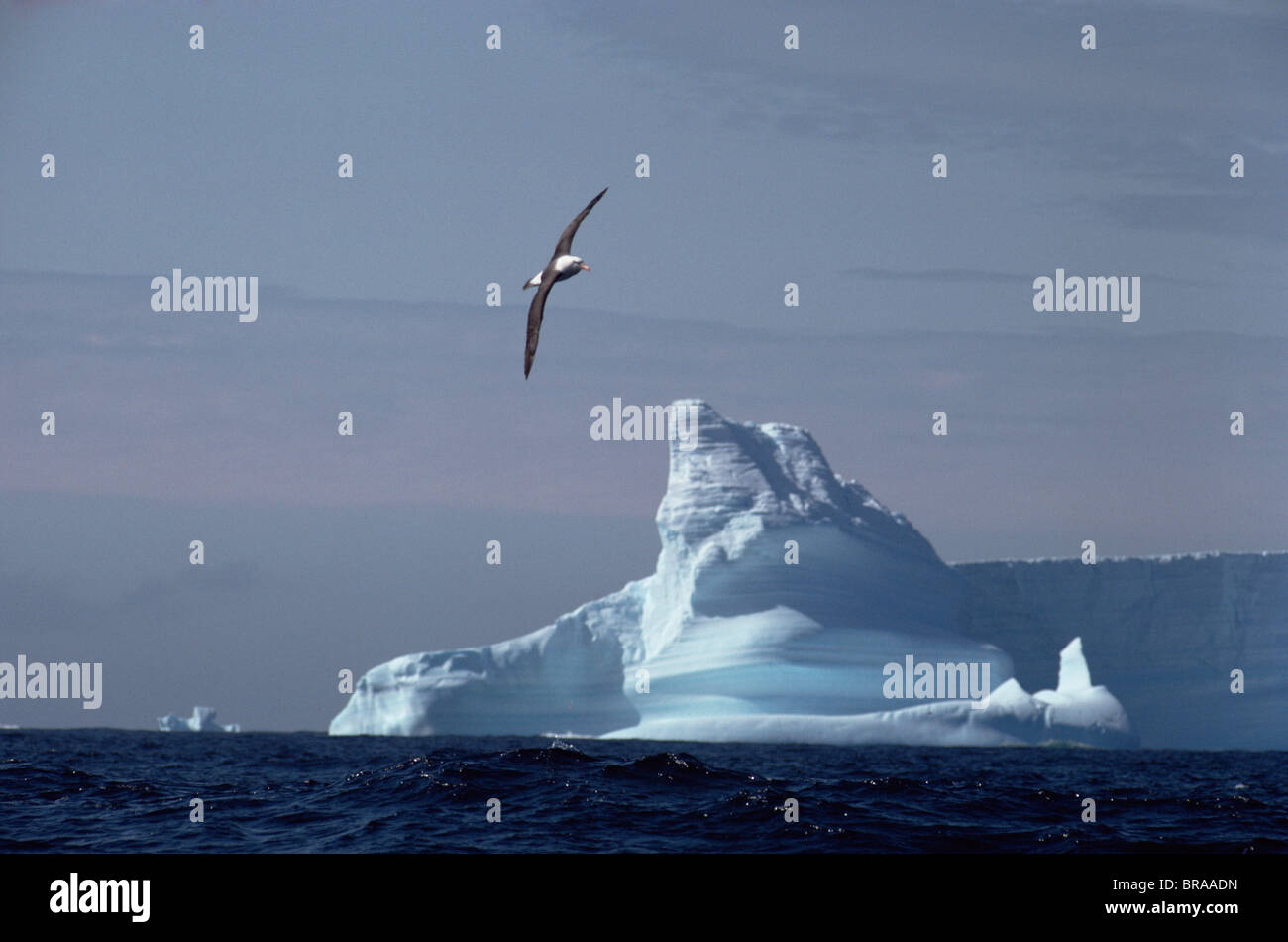 Albatross in flight with iceberg behind, South Georgia, Antarctica ...