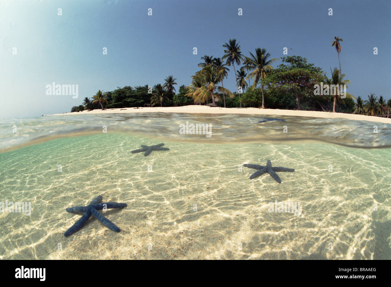Three Seastars in shallow coastal waters, Philippines Stock Photo - Alamy