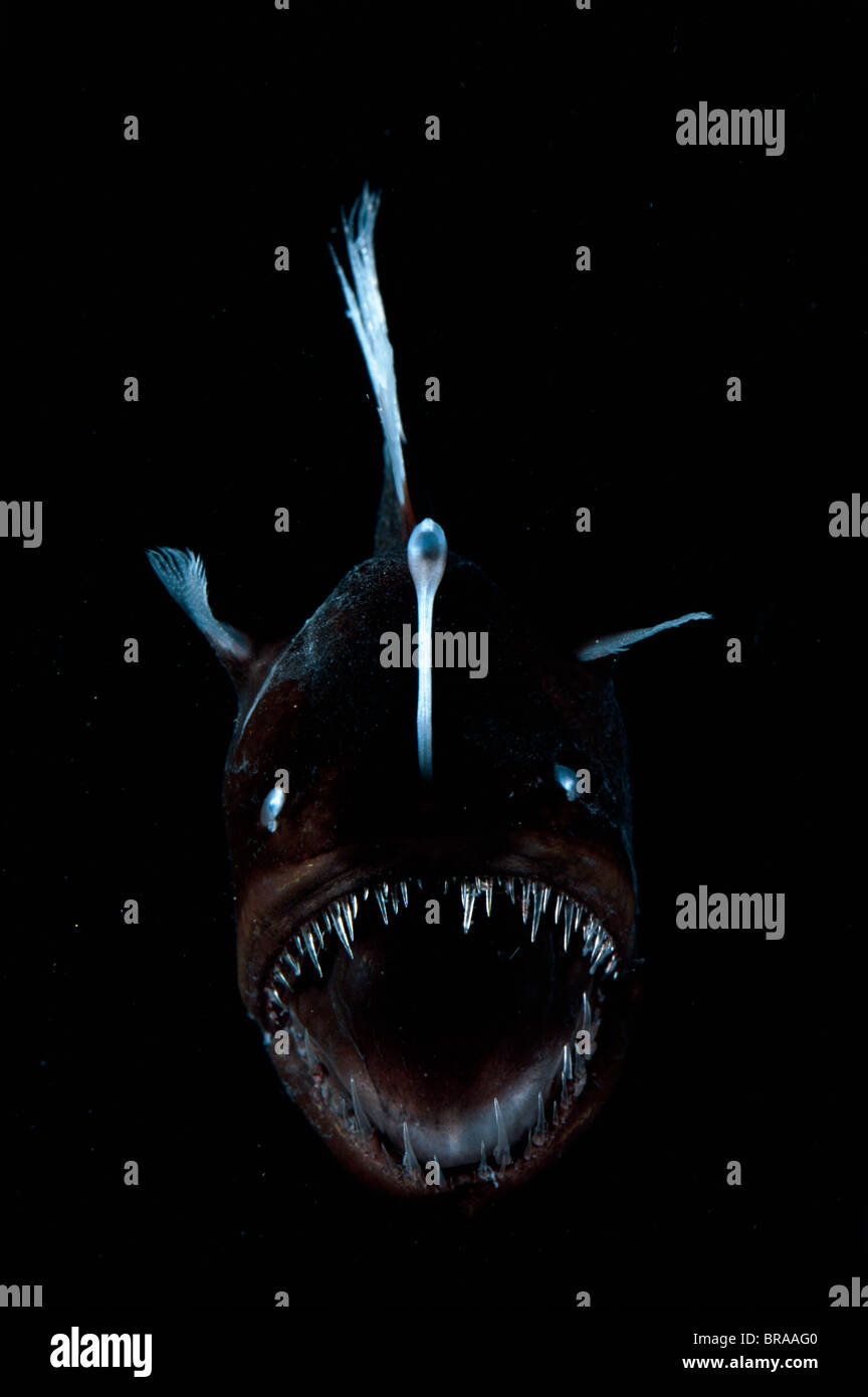 Fanfin Anglerfish