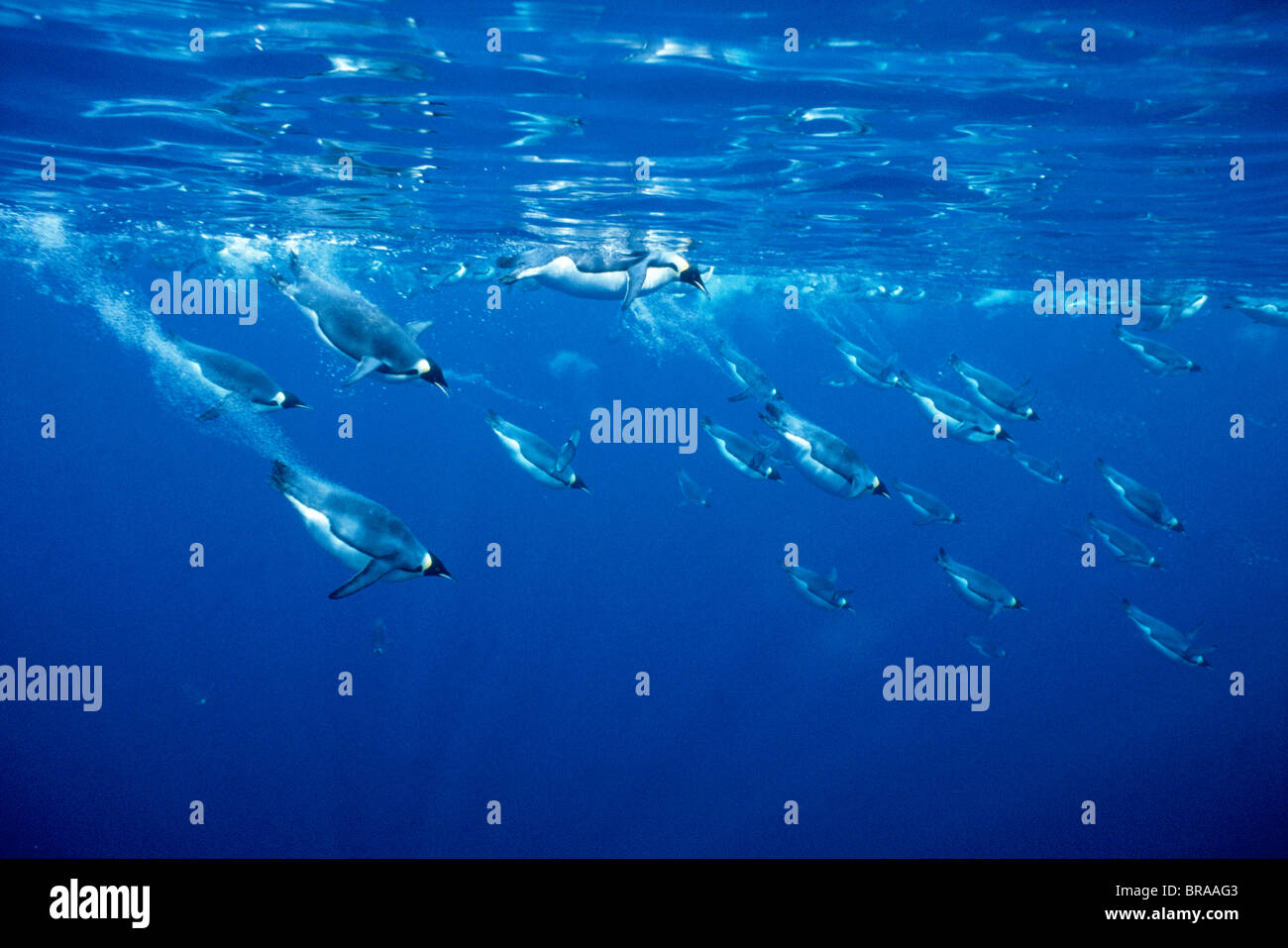 Emperor penguins diving {Aptenodytes forsteri} Antarctica. Emperor ...