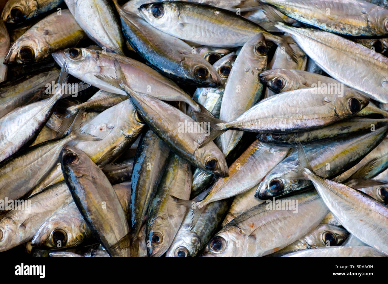 San vincente cape hi-res stock photography and images - Alamy