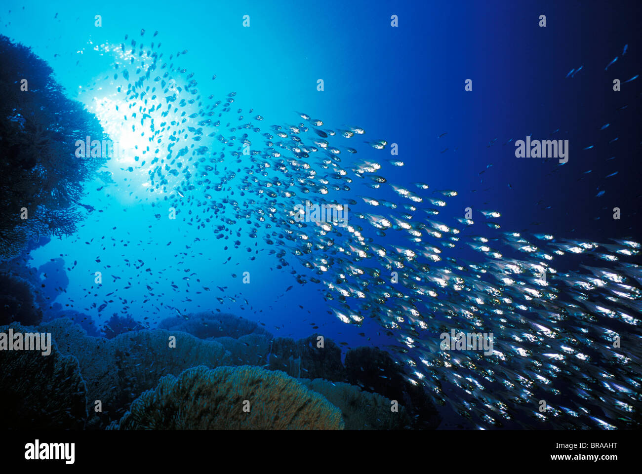 Tropical fish on the reefs of the red sea hi-res stock photography and ...