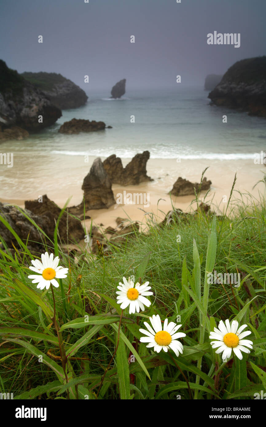 Flowers growing on Buelna beach, El Picon, Llanes, Asturias, Spain ...