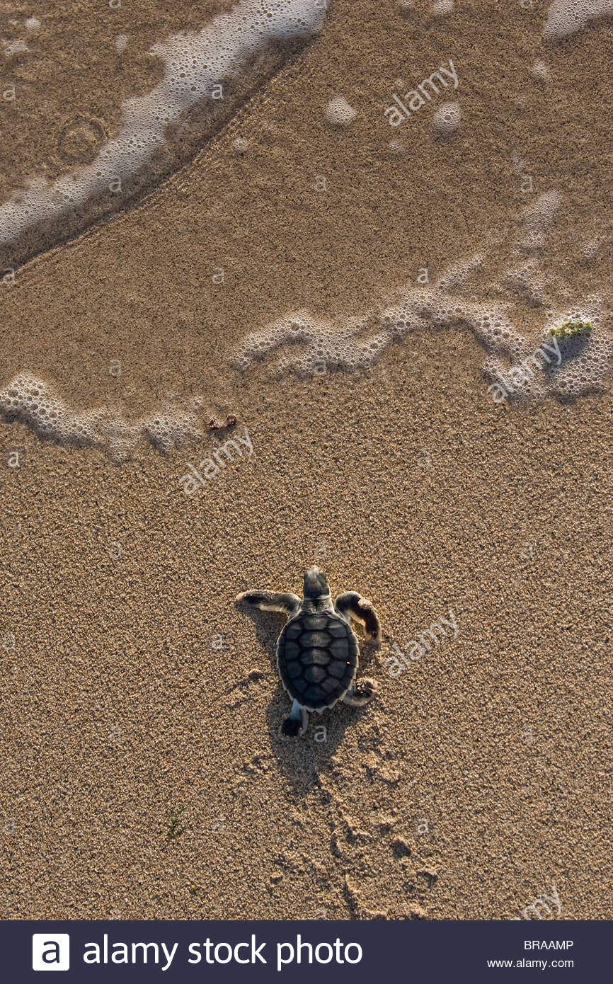 Australian Turtles High Resolution Stock Photography and Images - Alamy