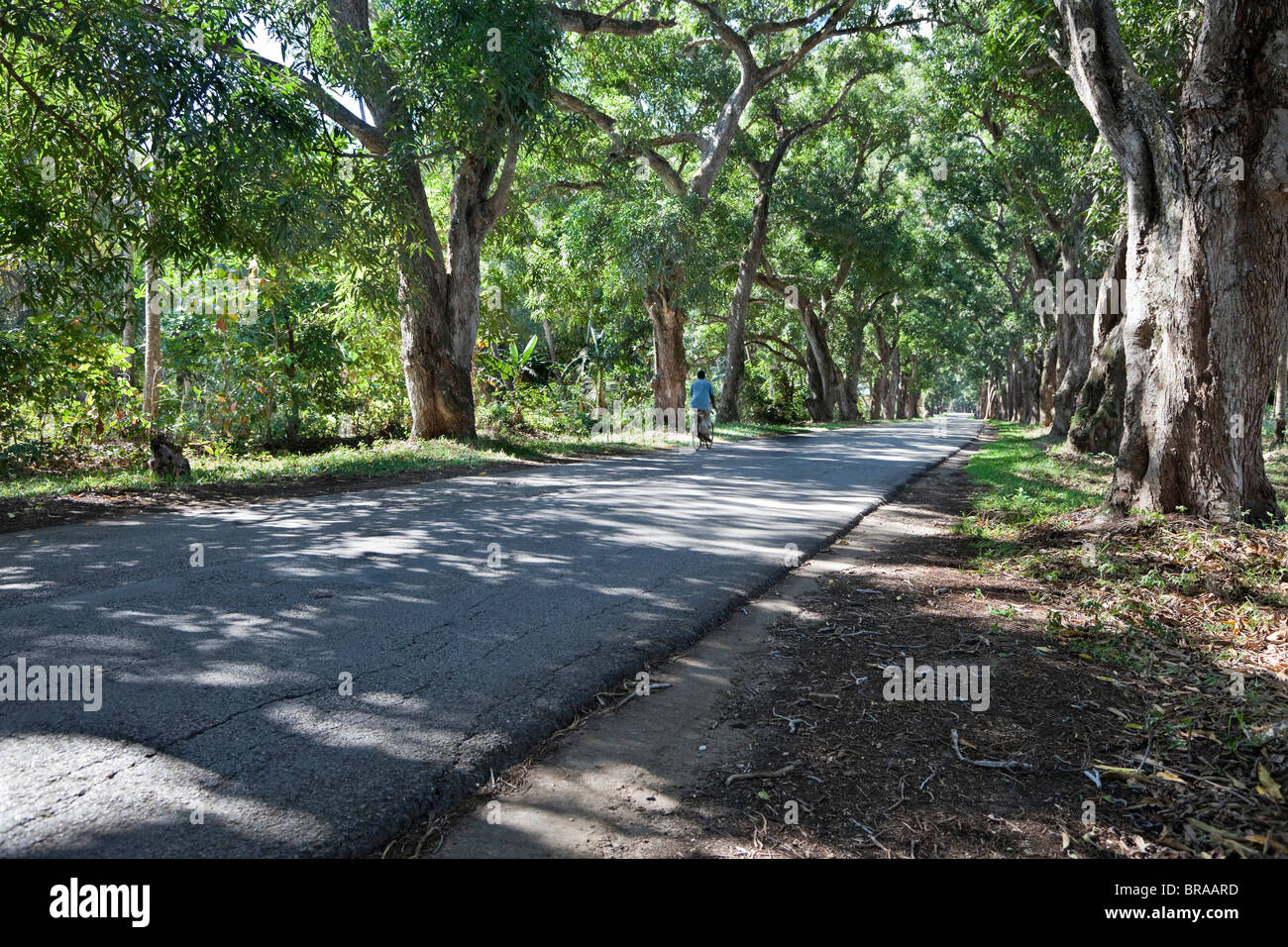 Zanzibar, Tanzania. Mango Trees Line the Road near the Bi Khole Ruins ...